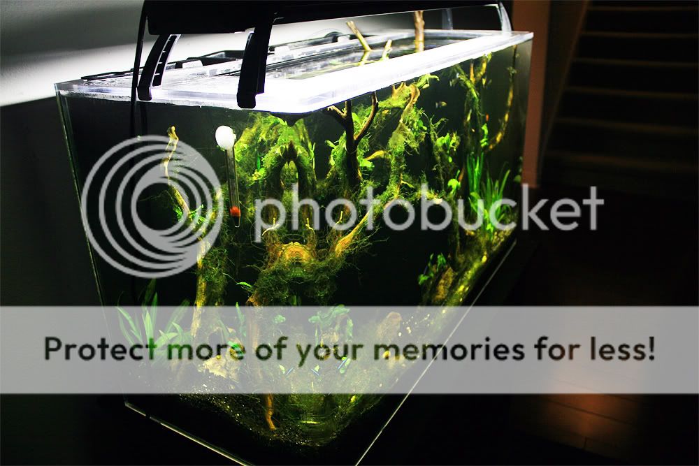 Fiona's --Green Widow Forest--; lowtech Seaclear System II | The ...