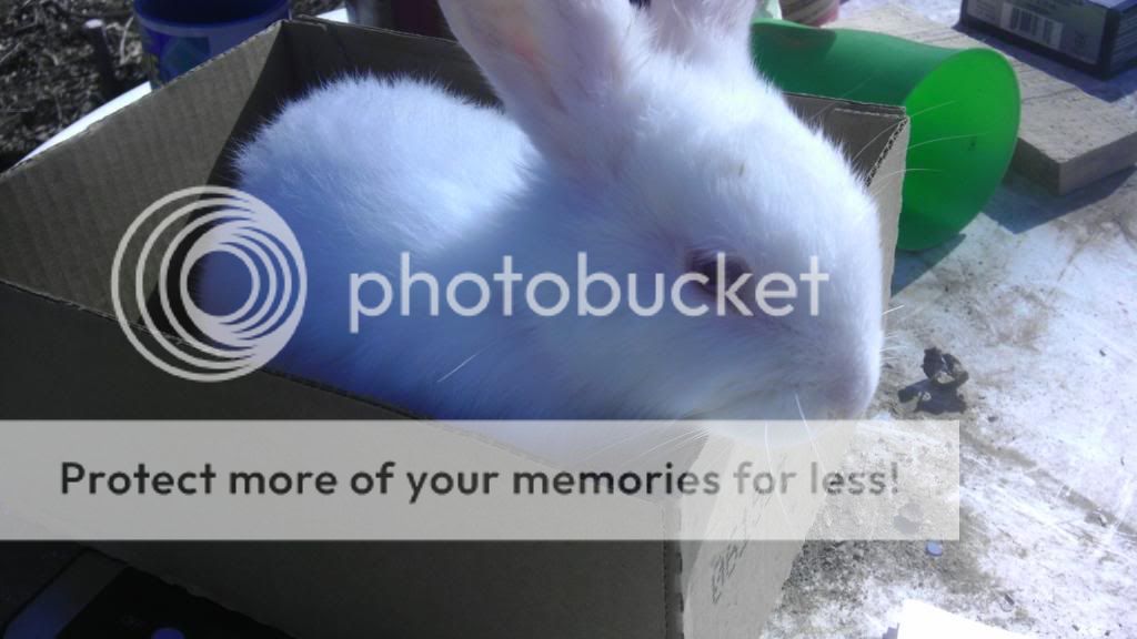 Meat Mutt Update! | Rabbit Talk - Meat Rabbit & Farming Forum