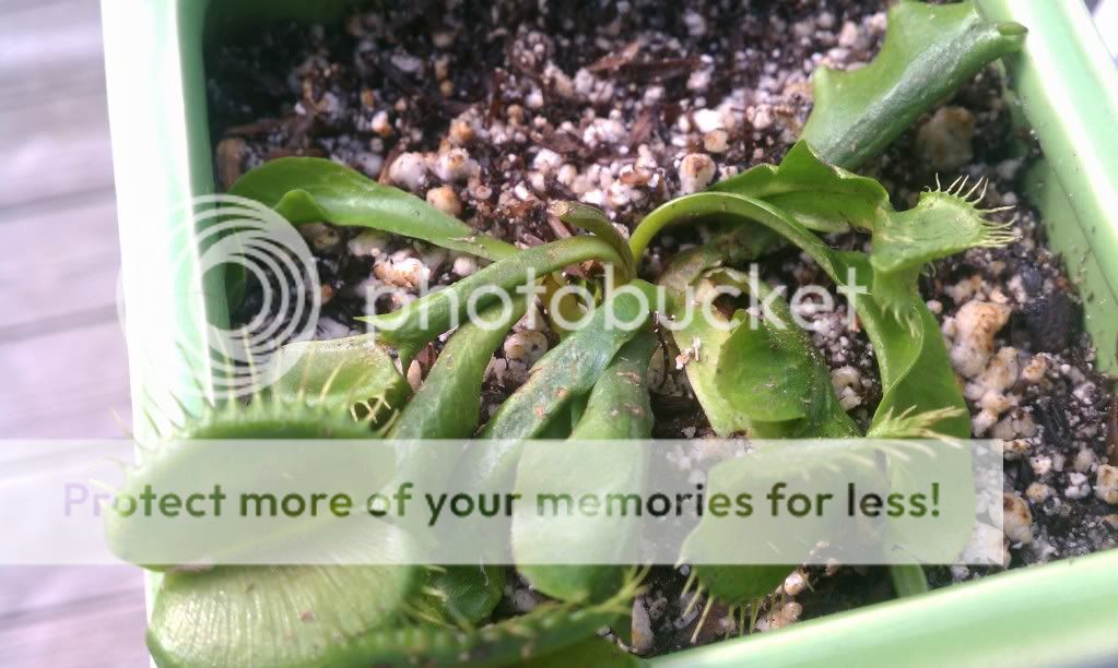 Do these look healthy? - FlyTrapCare Forums