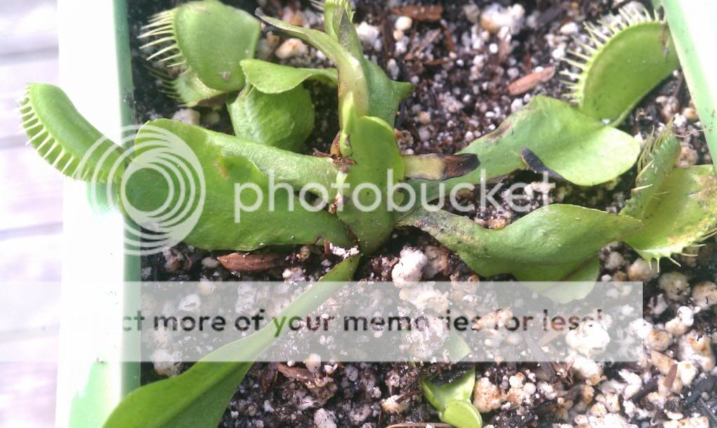 Do these look healthy? - FlyTrapCare Forums