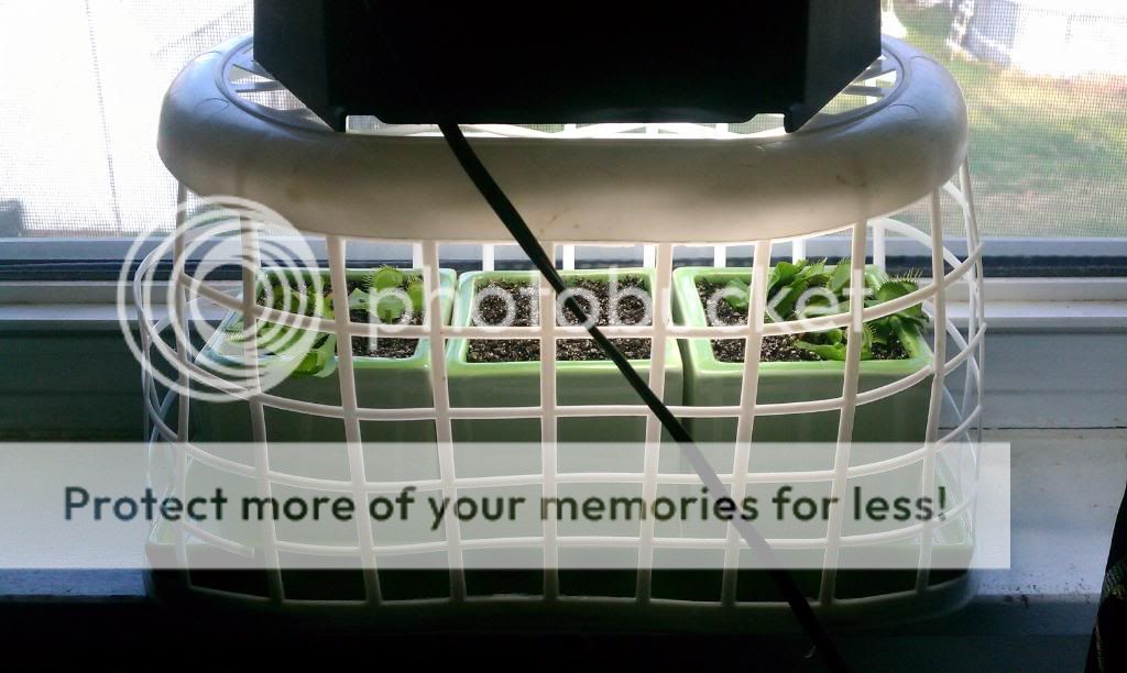 Do these look healthy? - FlyTrapCare Forums