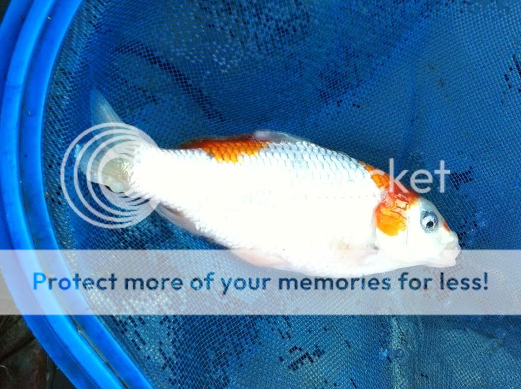 Carp Pox?? - Fish Diseases and Parasites Forum - Pond Life