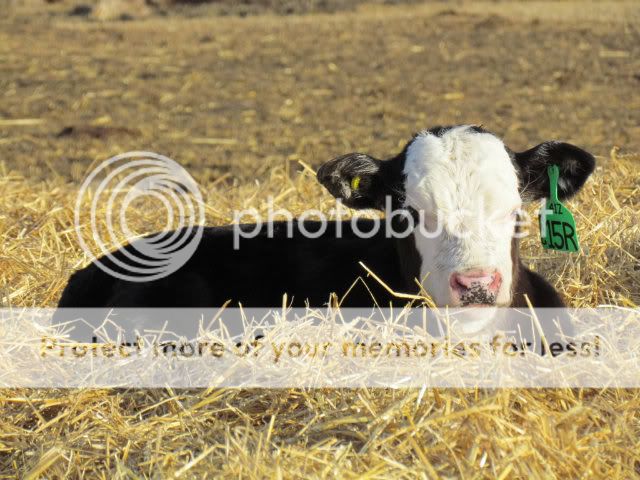 Black Simmental x Black Angus | CattleToday.com - Cattle, Cow ...